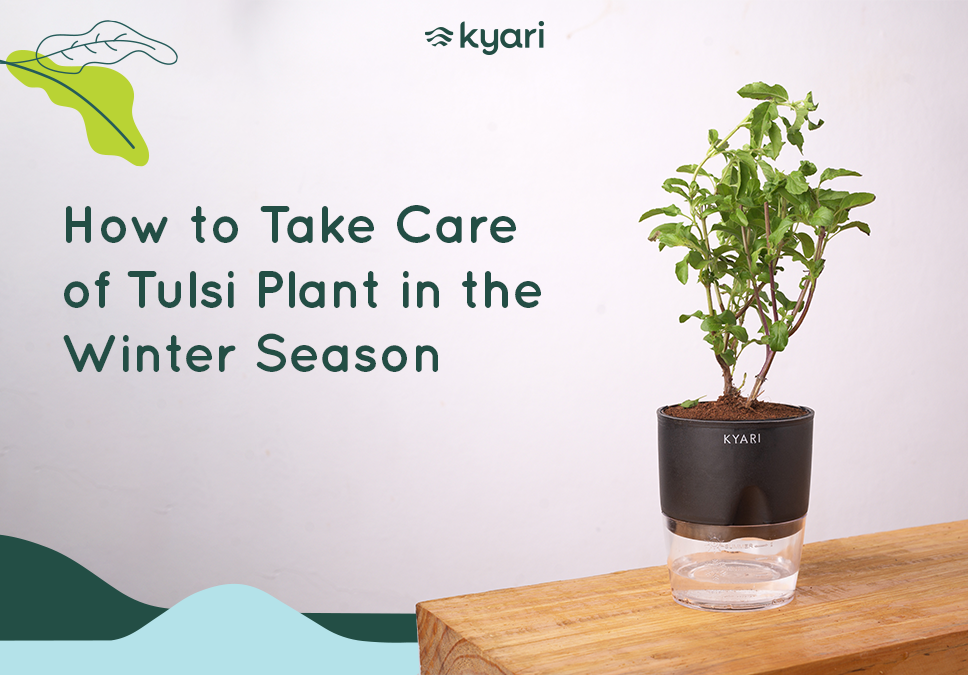 How to Care Tulsi Plant in Winter Season – Kyari.co