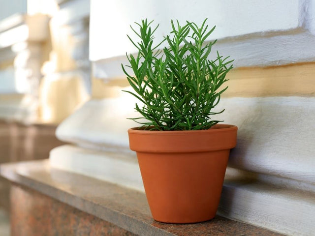 How to Grow Rosemary at Home in 5 Easy Steps – Kyari.co