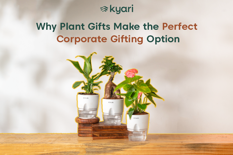 Why Plant Gifts Make the Perfect Corporate Gifting Option – Kyari.co