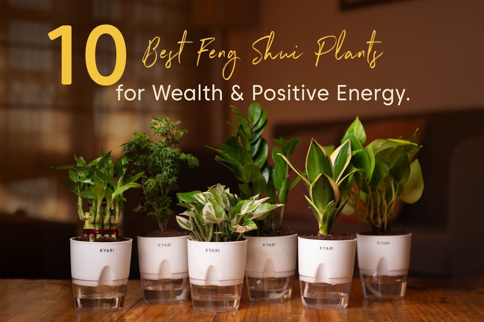 Feng Shui Plants