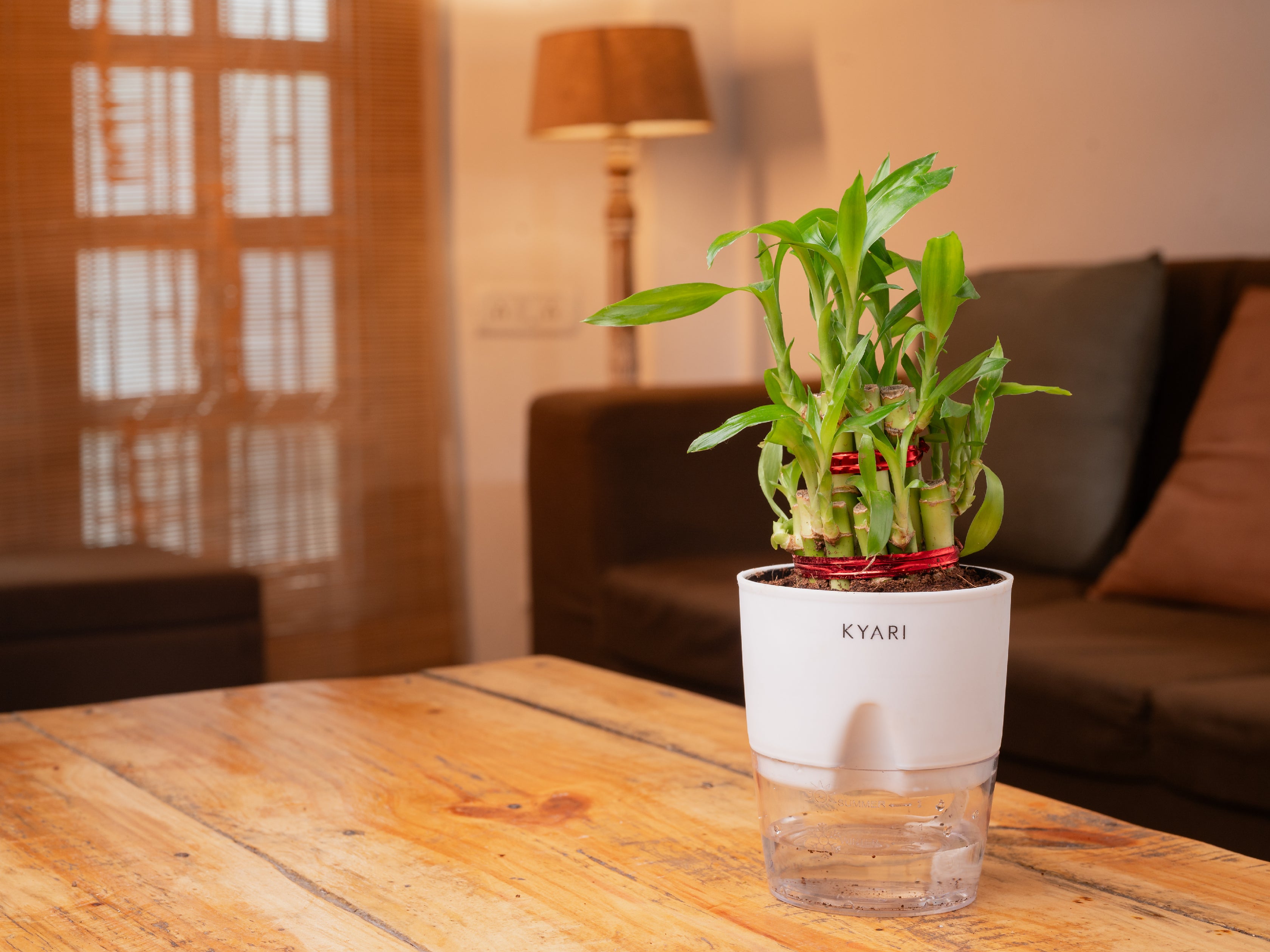 10 Tulsi Medicinal Uses and Plant Benefits for Human Health – Kyari.co