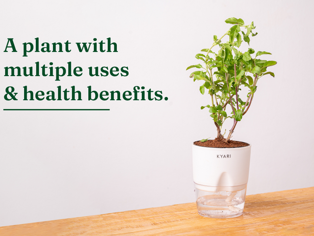 10 Tulsi Medicinal Uses and Plant Benefits for Human Health – Kyari.co