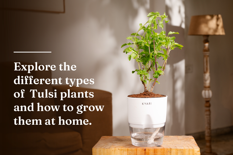 What are the Types of Tulsi Plants? How to Grow & Care at Home? – Kyari.co