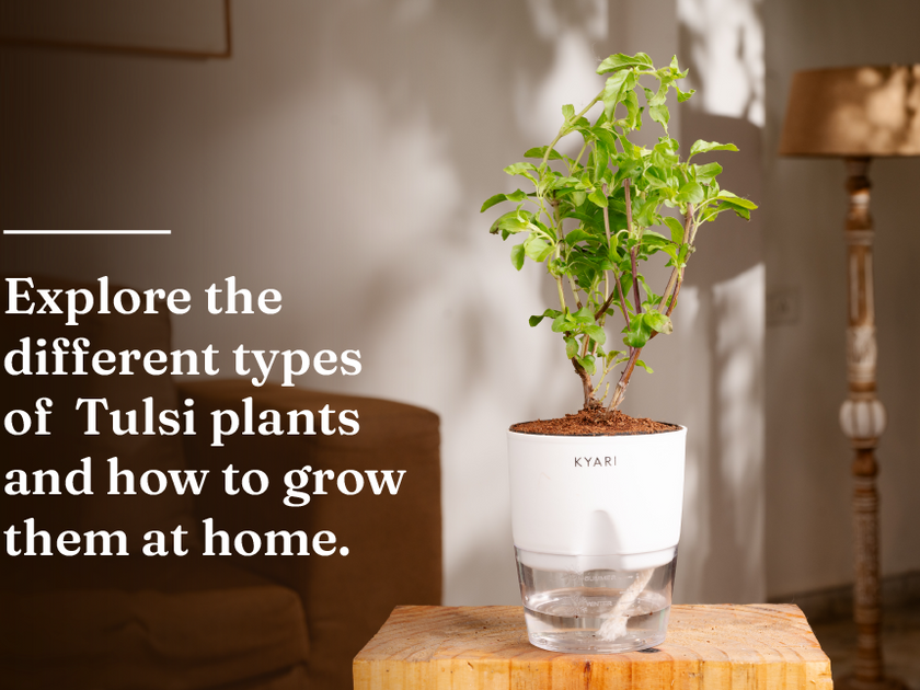 10 Tulsi Medicinal Uses and Plant Benefits for Human Health – Kyari.co