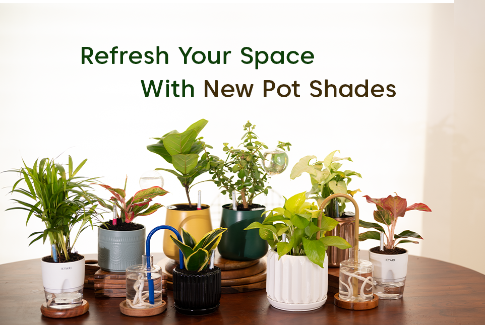 Trendy Pot Colours to Refresh Your Decor Aesthetic in 2024 – Kyari.co