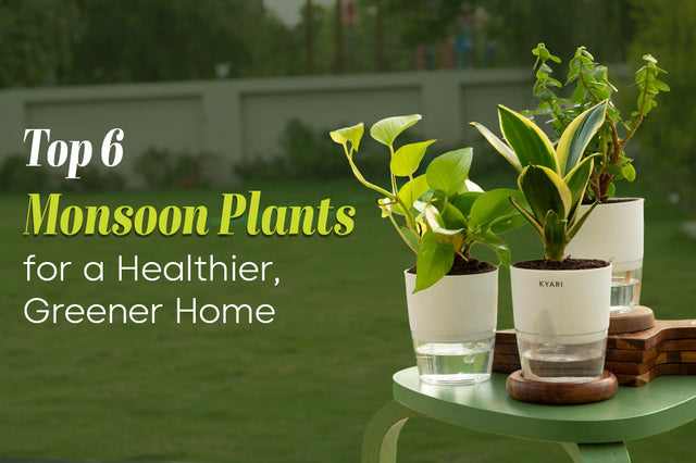 Top 6 Indoor Plants to Grow This Monsoon Season – Kyari.co