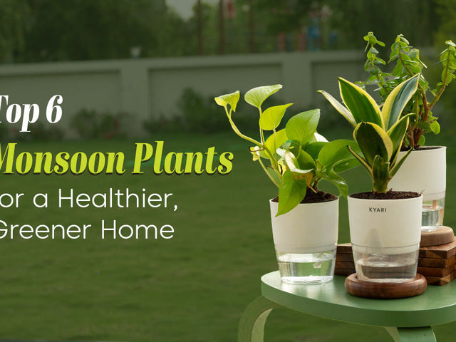 Top 6 Indoor Plants to Grow This Monsoon Season – Kyari.co