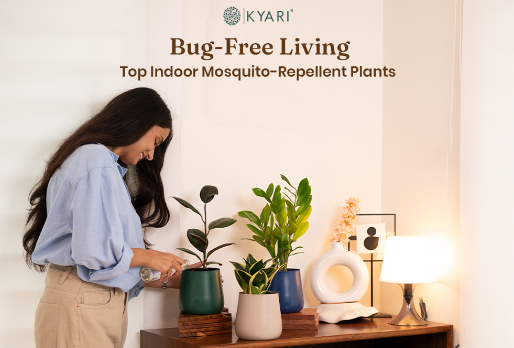 10 Indoor Mosquito Repellent Plants to Keep Home Bug Free – Kyari.co
