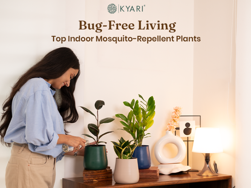 10 Indoor Mosquito Repellent Plants to Keep Home Bug Free – Kyari.co