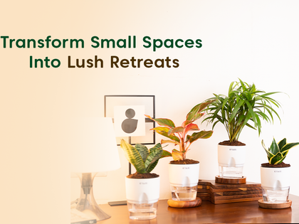 10 Fast Growing Plants to Boost Your Garden in No Time – Kyari.co