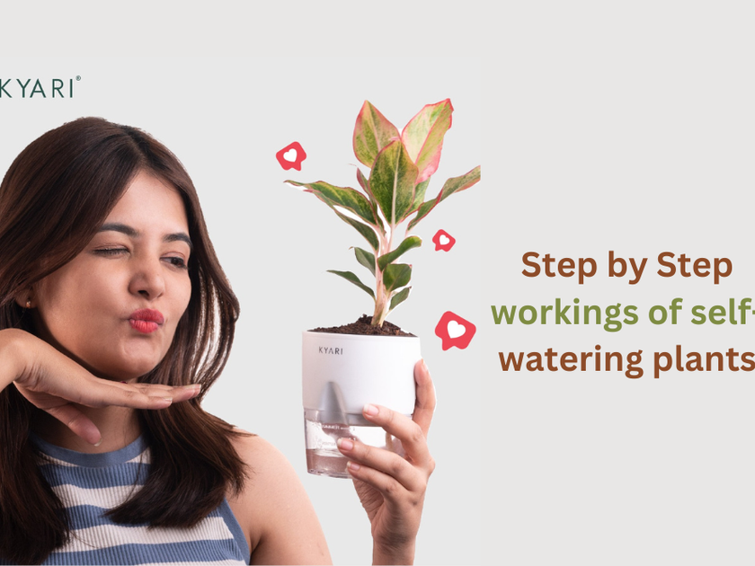 Ultimate Guide to Self Watering Systems for Efficient Plant Care – Kyari.co