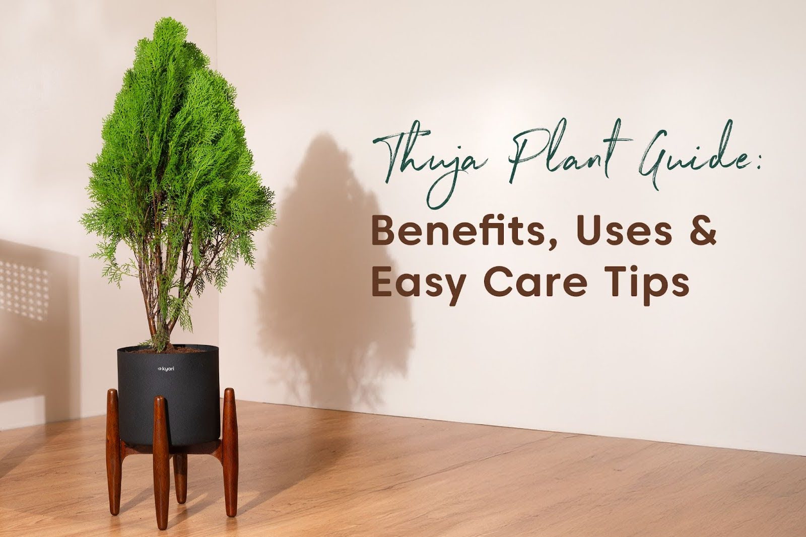 Thuja Plant Guide: Benefits, Uses & Easy Care Tips – Kyari.co
