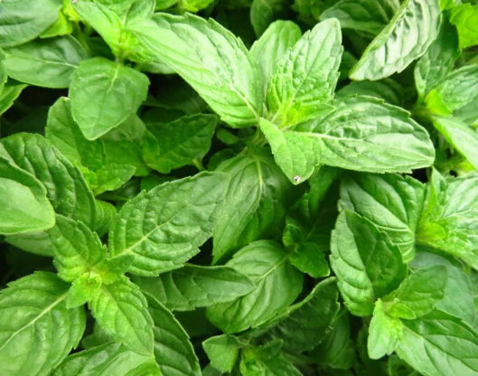 Explore the Top 10 Shrubs for Your Plant Collection by Kyari – Kyari.co