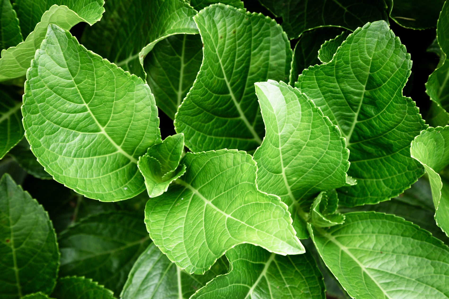 8 Interesting Benefits and Uses of Betel Leaves for Health – Kyari.co