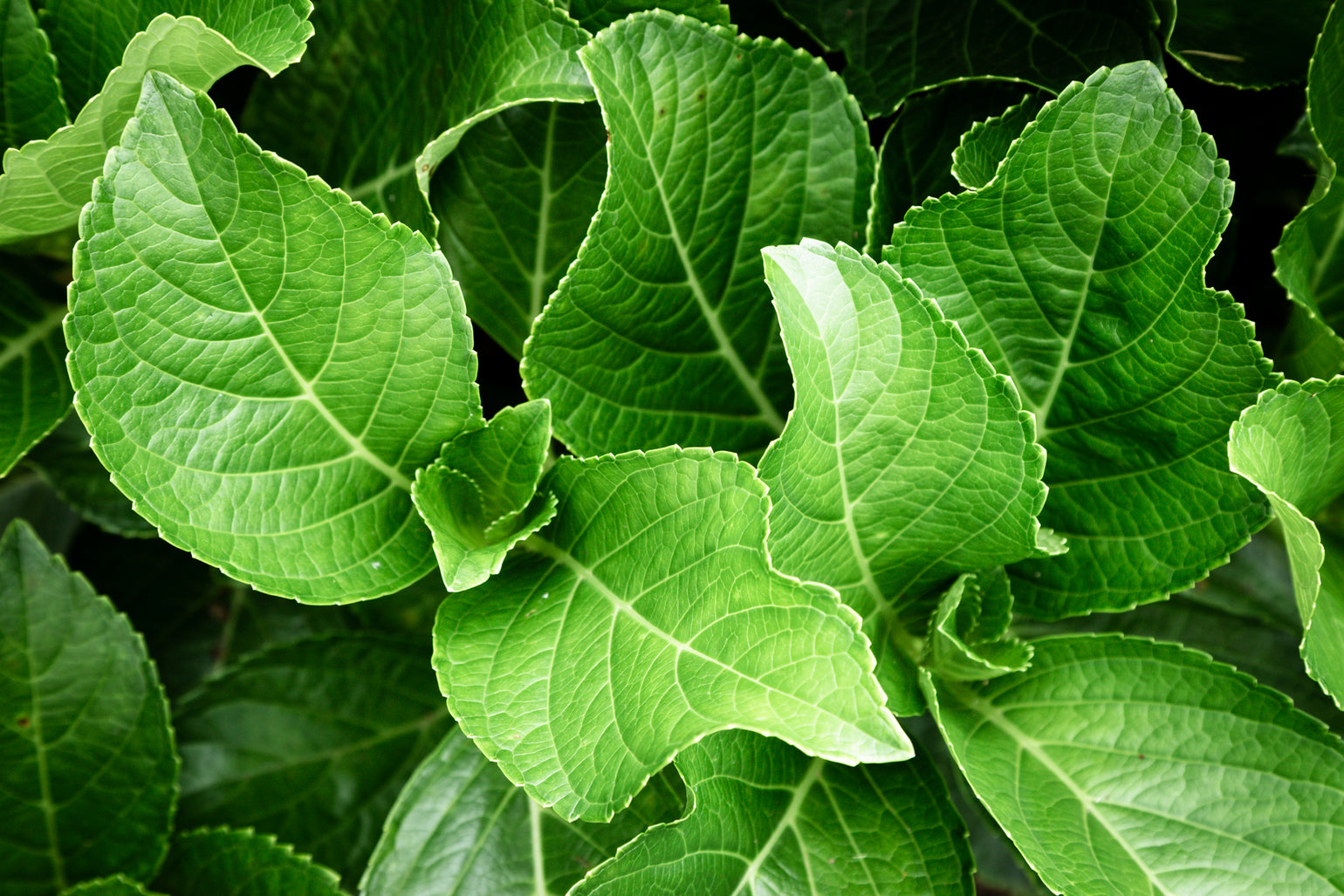 8 Interesting Benefits and Uses of Betel Leaves for Health – Kyari.co