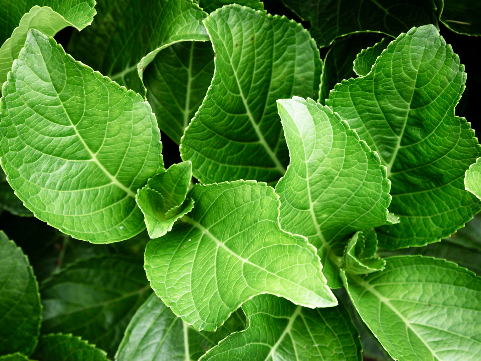 8 Interesting Benefits and Uses of Betel Leaves for Health – Kyari.co