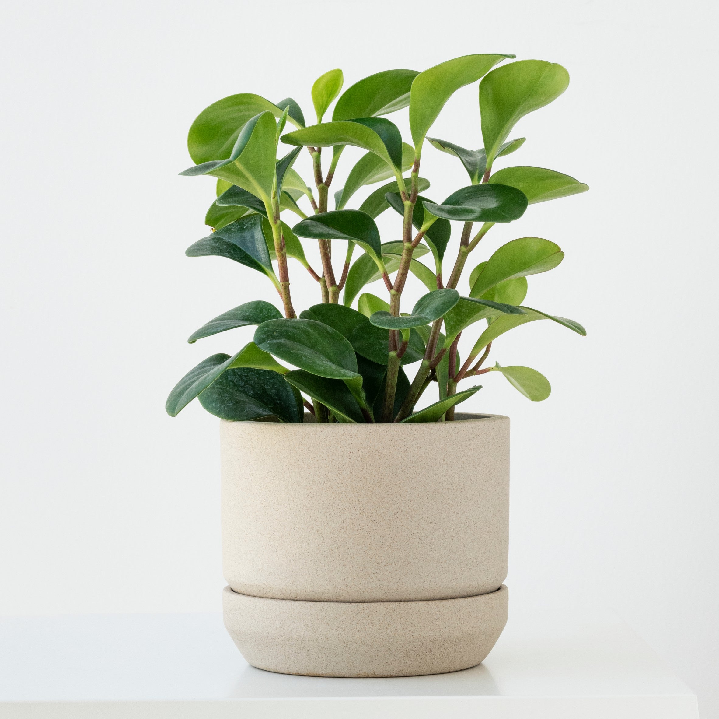 Jade Plant Guide: Benefits, Care, Propagation, and More – Kyari.co