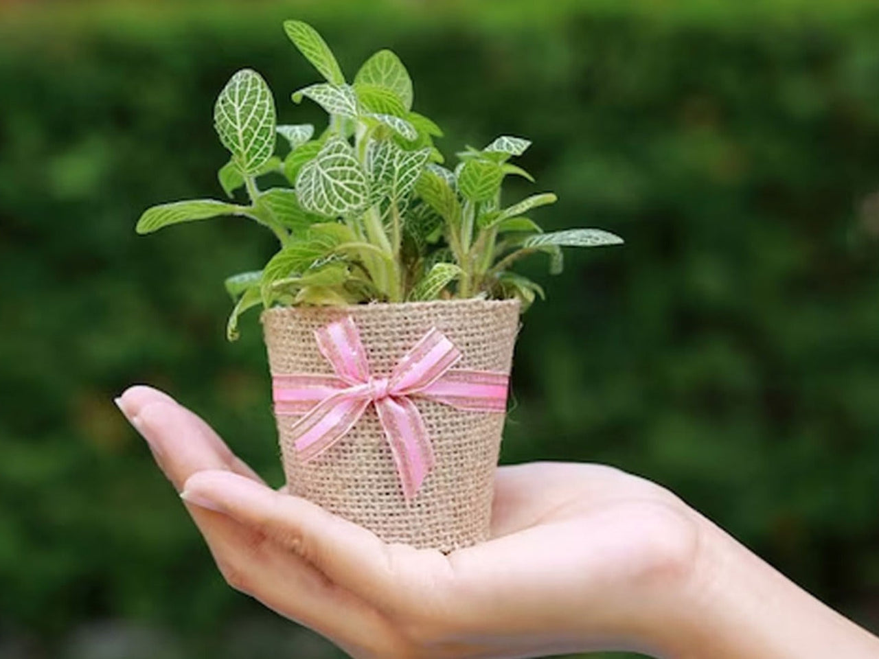 10+ Thoughtful Plant Gift Ideas for Plant Lovers – Kyari.co
