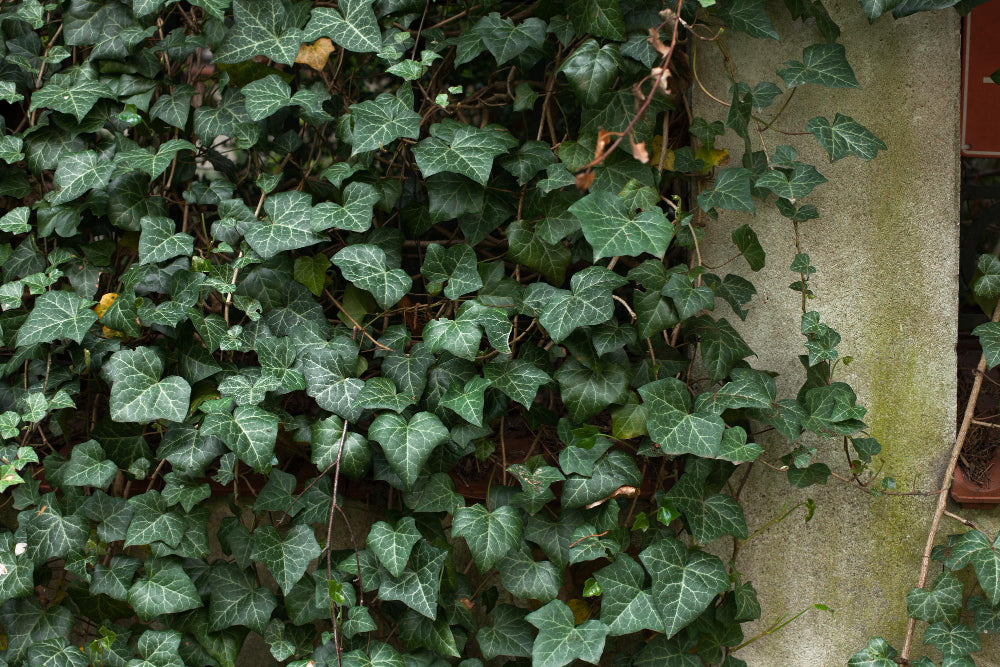 The Ultimate Guide to English Ivy Care | Tips & Techniques – Kyari.co