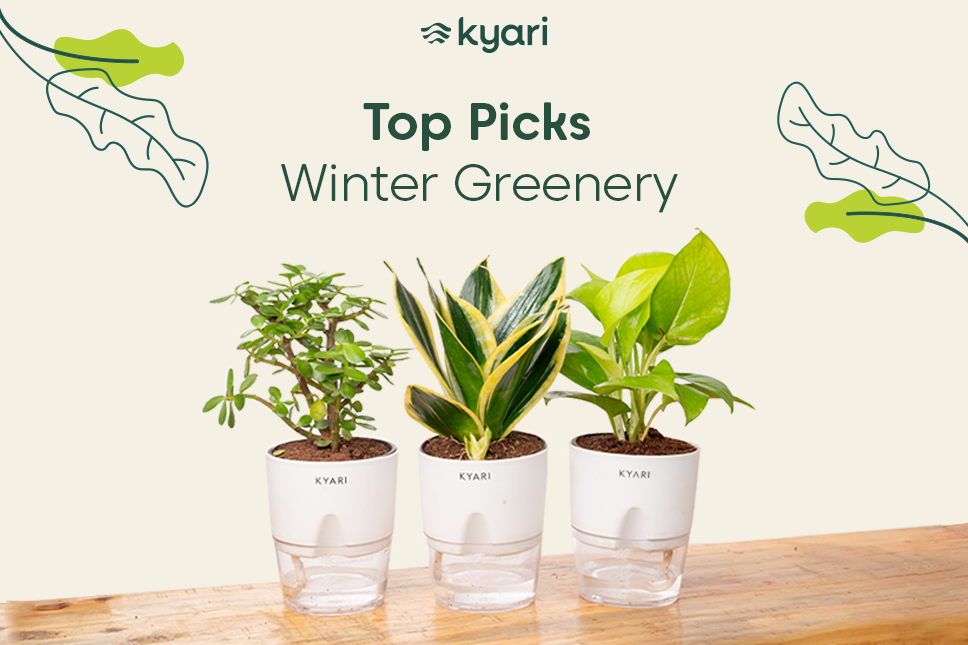 Top 10 Winter Plants to Beautify Your Garden & Home – Kyari.co