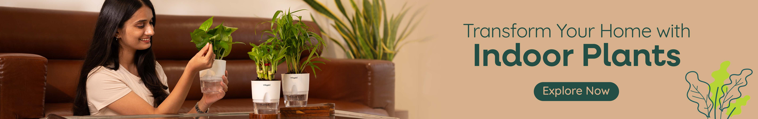 Best Indoor Plants for Home to Keep Your House Interior Green – Kyari.co