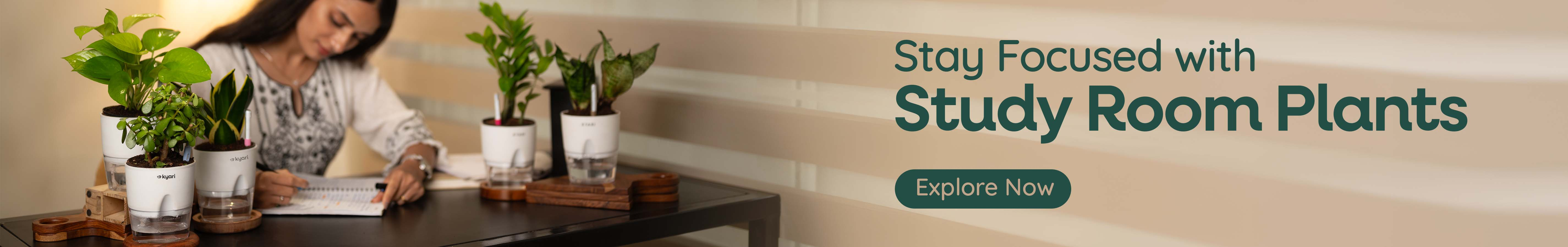 Buy Beautiful Indoor Plants for Study Room | Kyari – Kyari.co