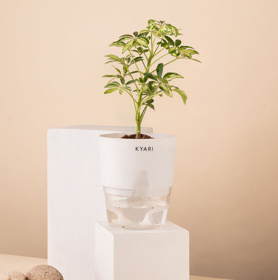 42% Sold out Regular price ₹699 Sale price ₹399