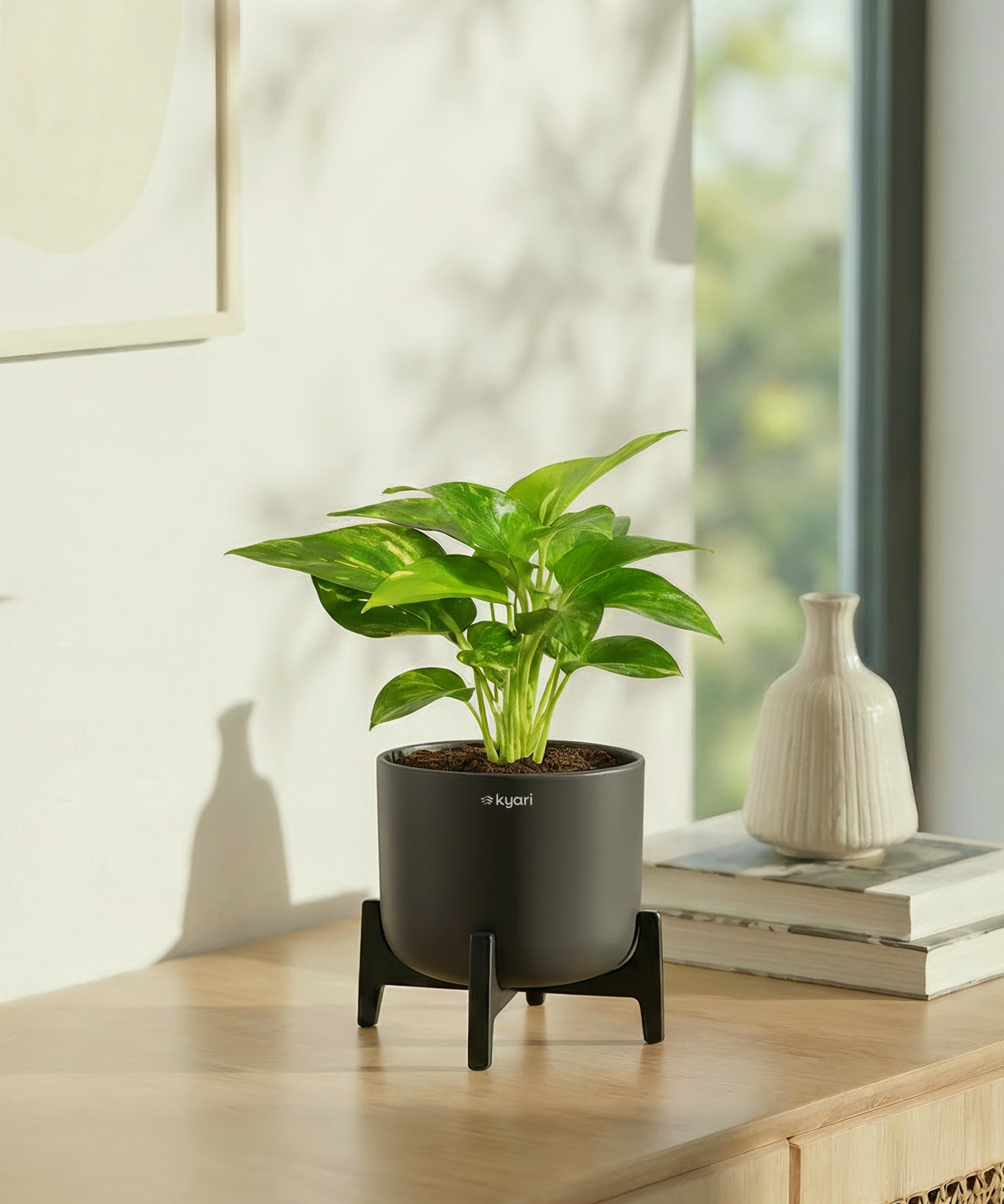 Money Varigated Plant with Aira Pot – Kyari.co