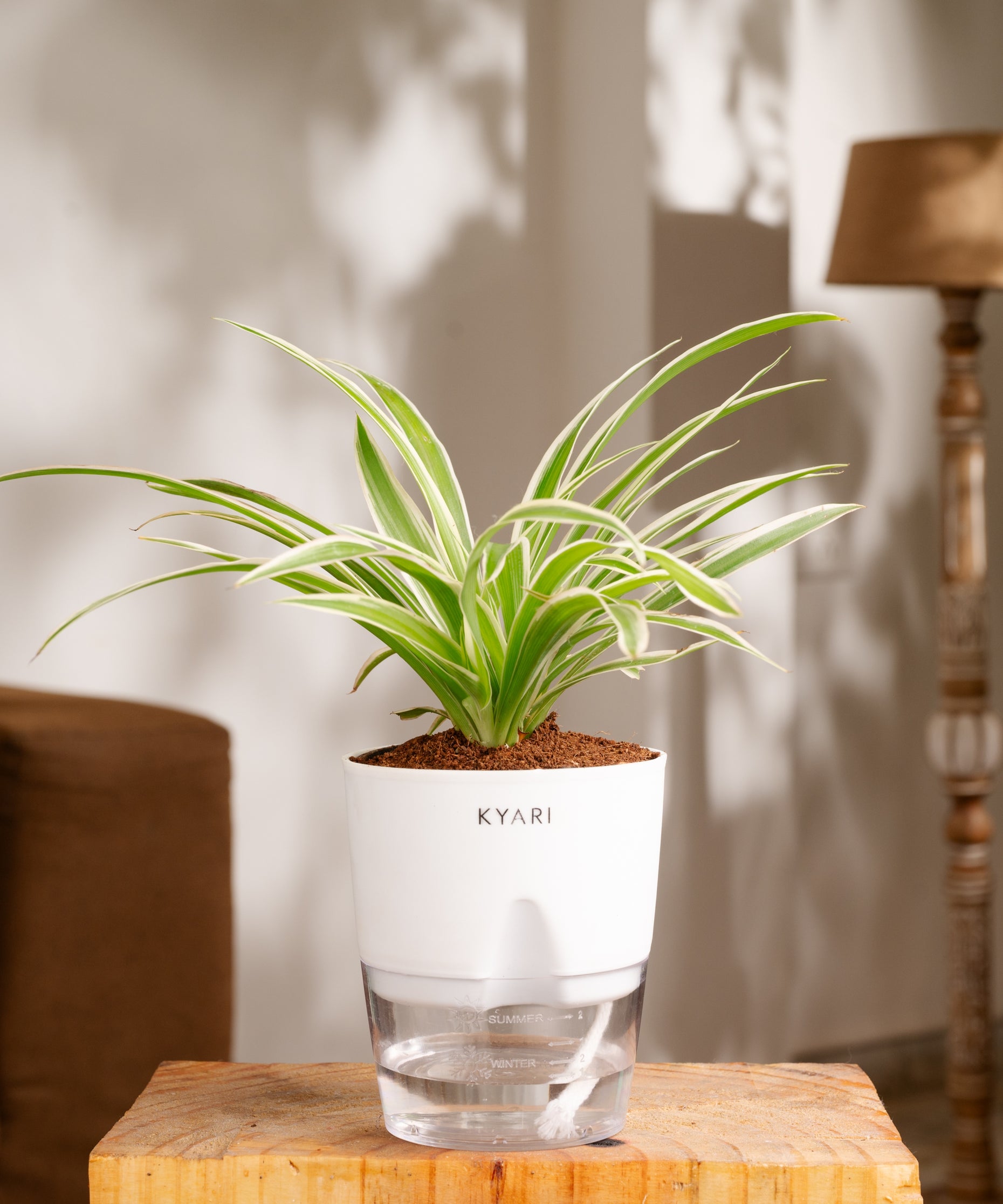 Dining Table Plants - Indoor Plants For Dining Table | Kyari – Kyari.co