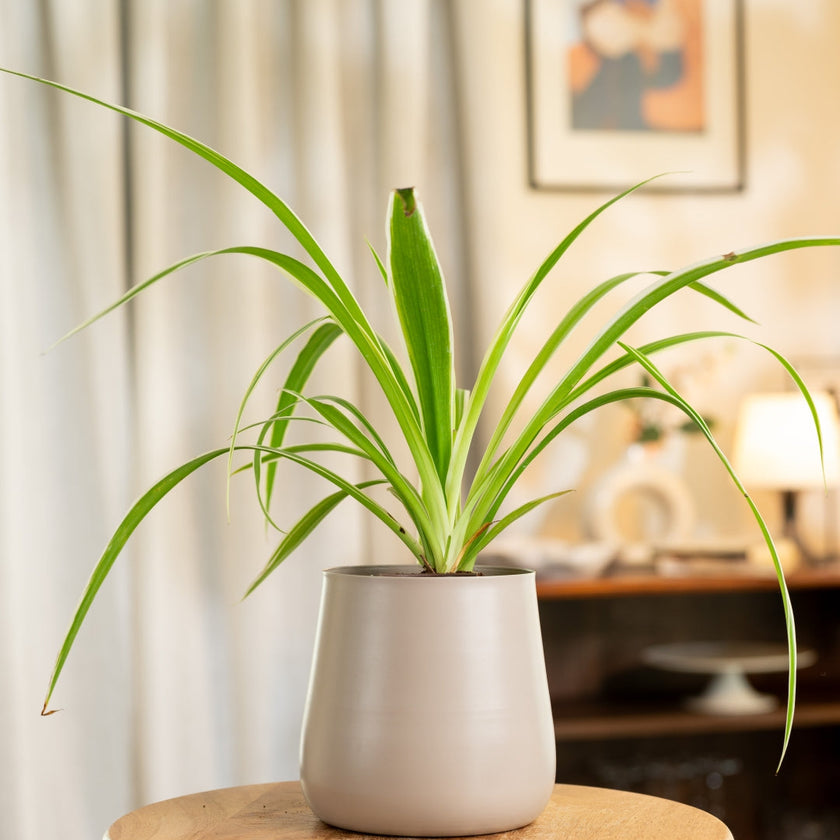 Indoor Office Plants - Buy Office Desk Plants Online – Kyari.co