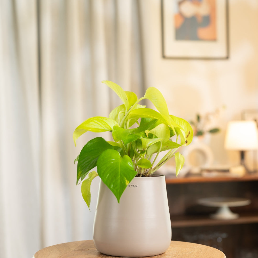 Buy Vastu Plants Online for Positive Energy & Harmony | Kyari – Kyari.co