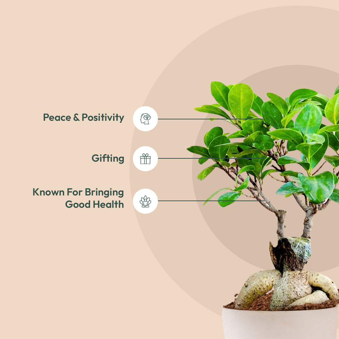 Buy Lucky Bonsai Plants for Good Fortune - Kyari.co