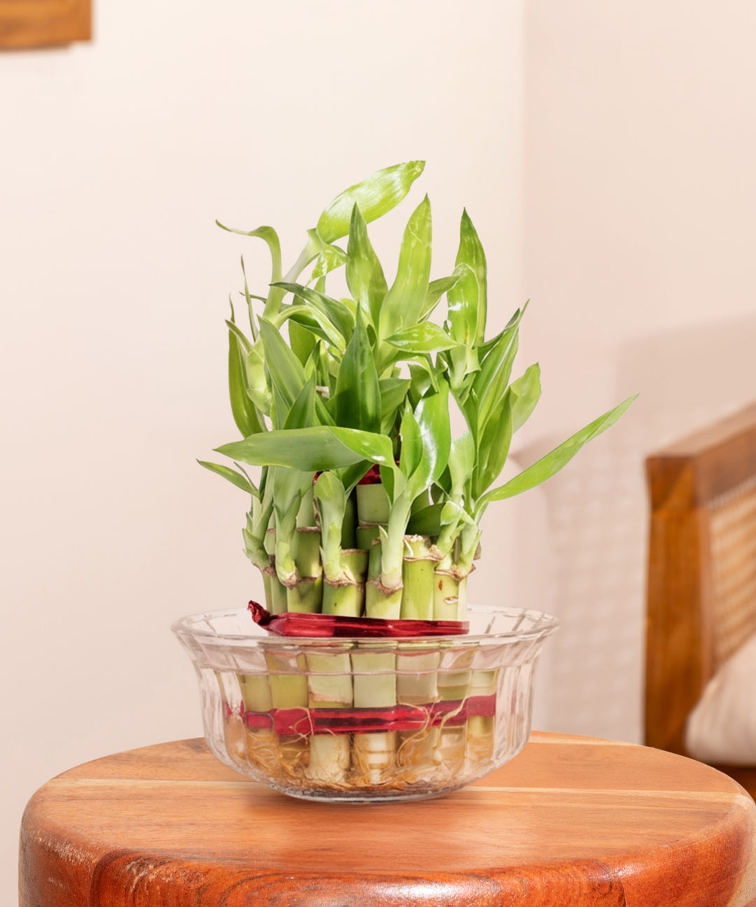 Lucky Bamboo | Bamboo Plant Online at Best Price [Self Watering] – Kyari.co