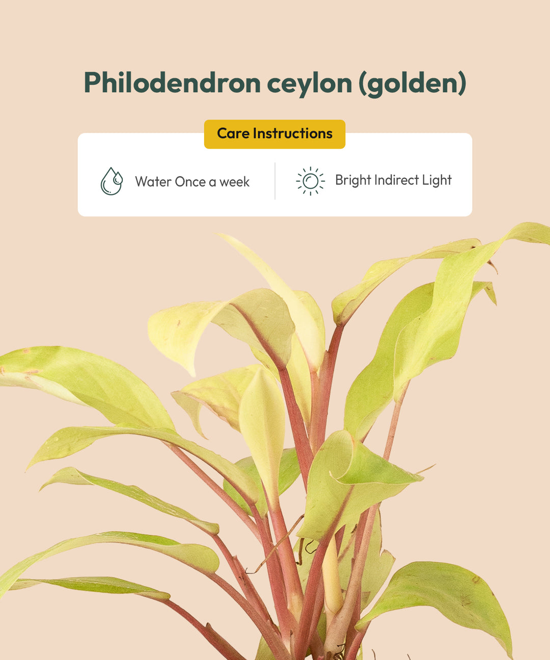 Philodendron Ceylon (Golden) Plant With Self Watering Pot – Kyari.co