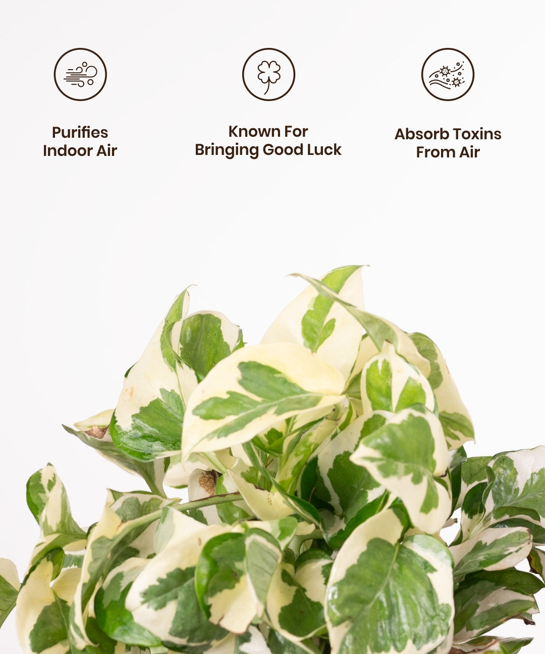 Money N'Joy Plant with Medium Self Watering Pot – Kyari.co