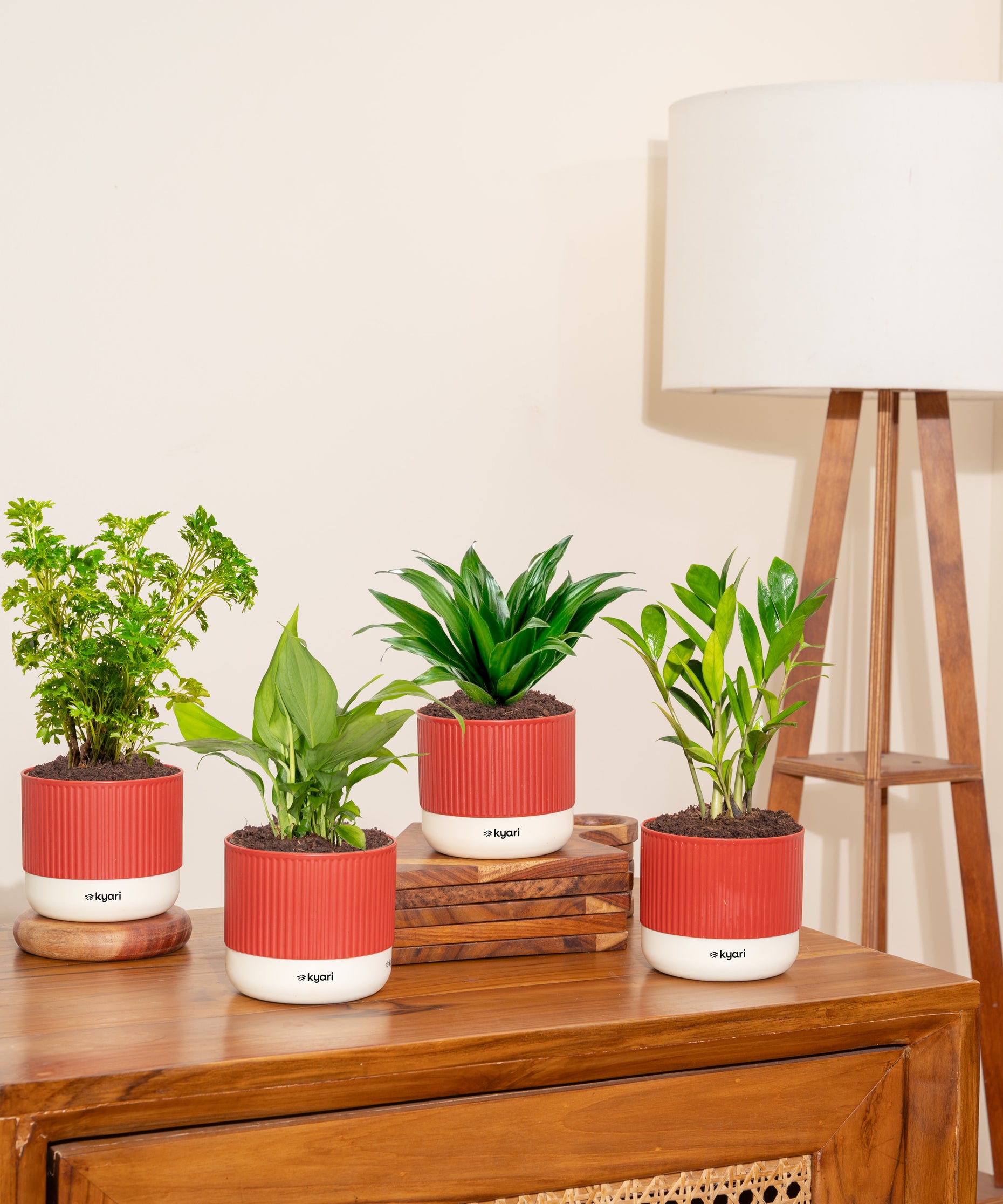 Shop Lucky Indoor Jade Plant (Crassula Ovata)-Jade Tree – Kyari.co