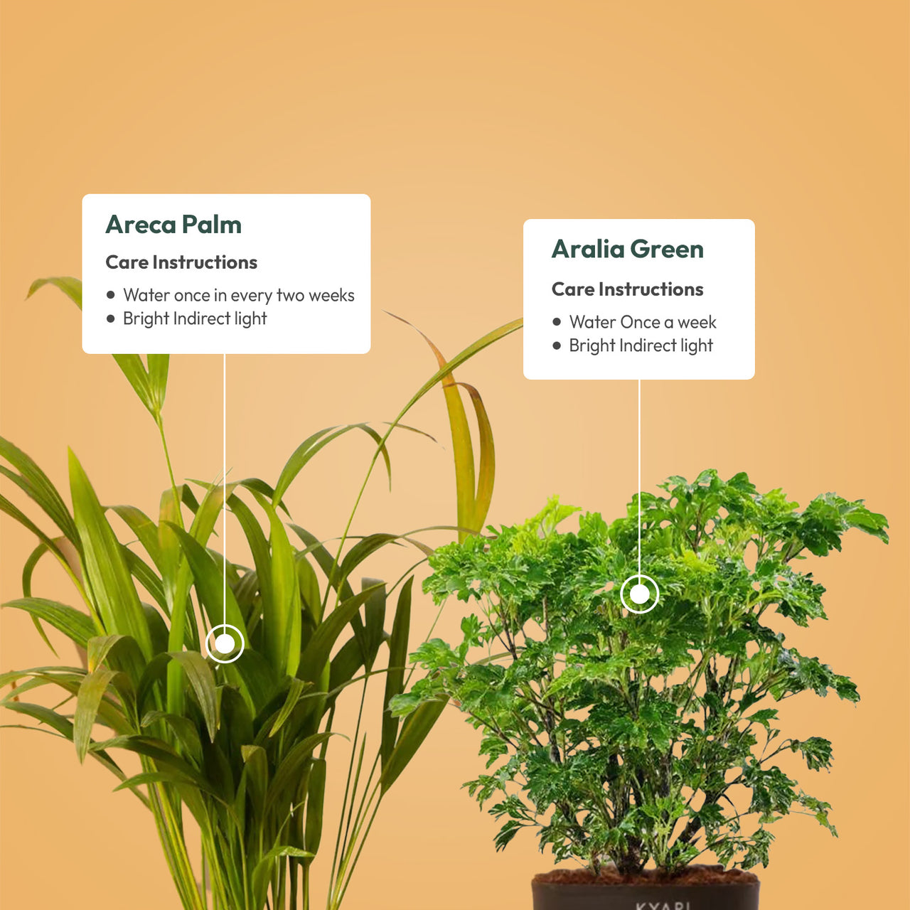 Set of 2 - Areca Palm & Aralia Green Plant – Kyari.co