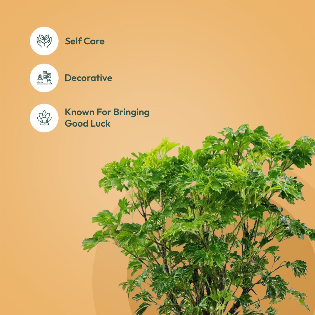 Set of 2 - Areca Palm & Aralia Green Plant – Kyari.co