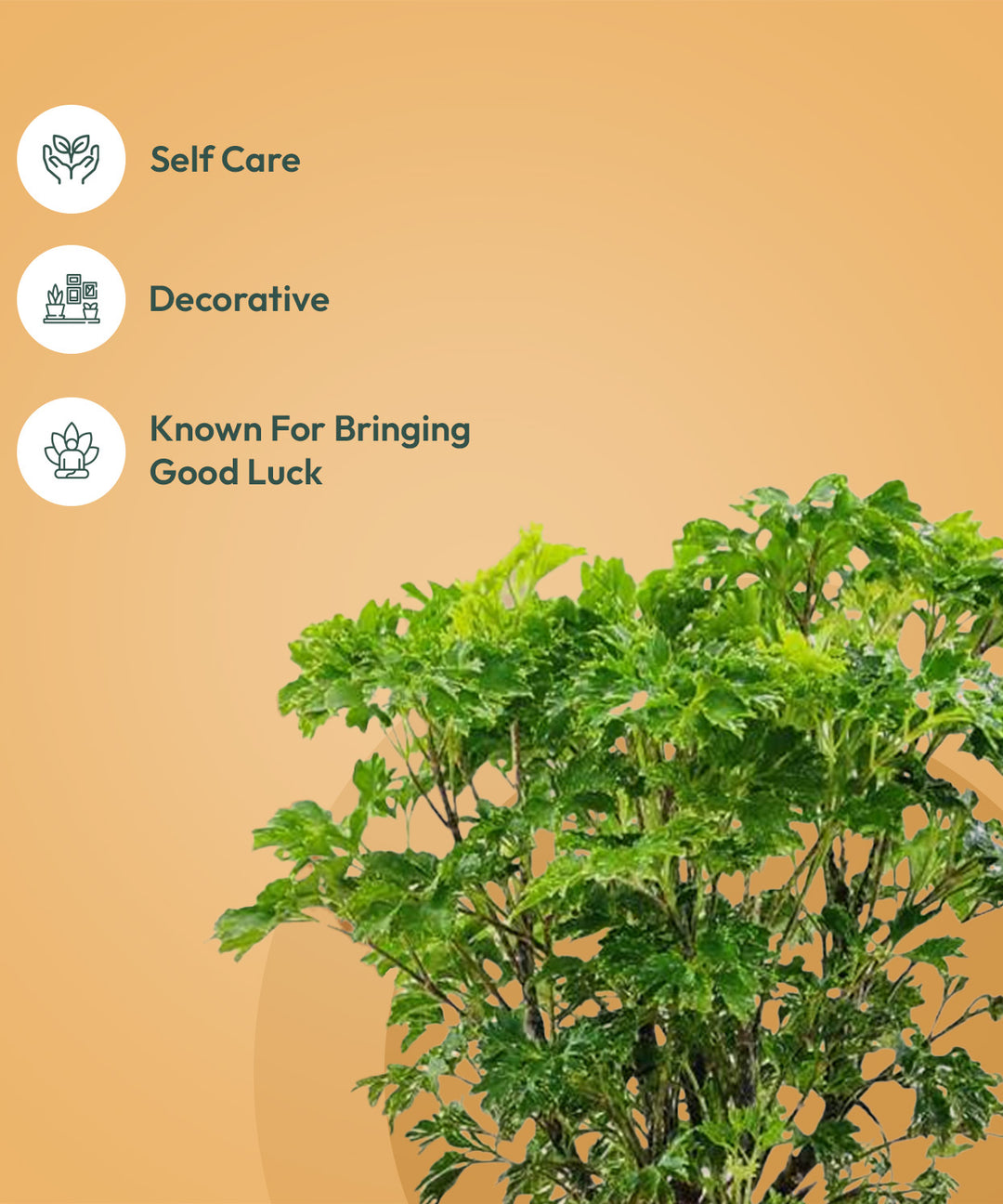 Low-Maintenance Indoor Plant Combo - Set of 2 – Kyari.co