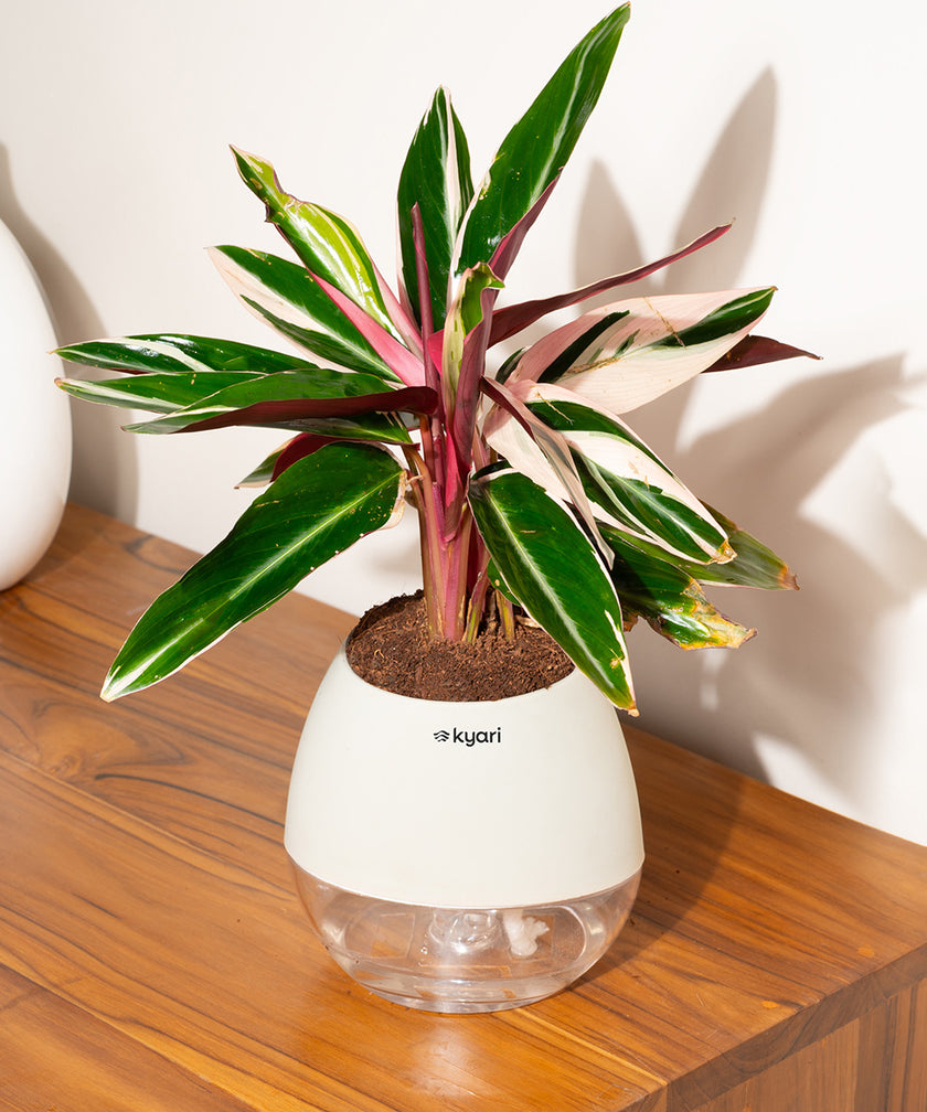 Rhoeo Plant – Kyari.co