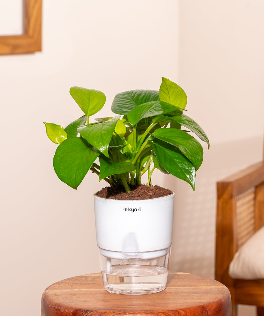 Money Plant Vastu Directions, Benefits & Tips 2025 – Kyari.co