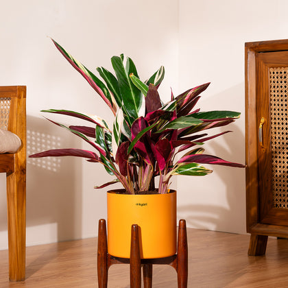 Dining Table Plants - Indoor Plants For Dining Table | Kyari – Kyari.co