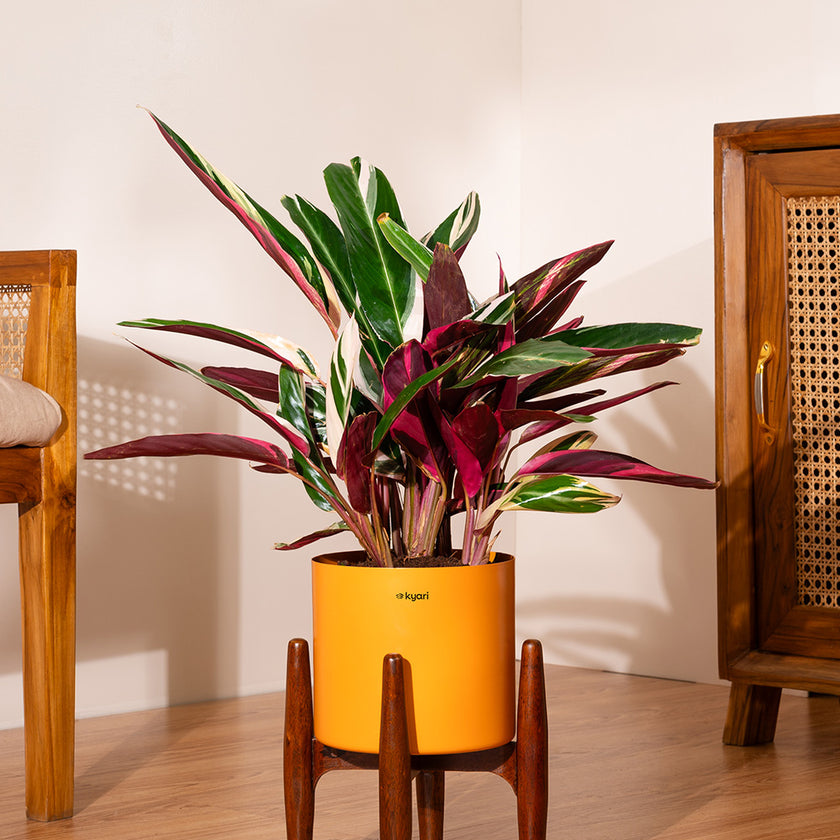 Dining Table Plants - Indoor Plants For Dining Table | Kyari – Kyari.co
