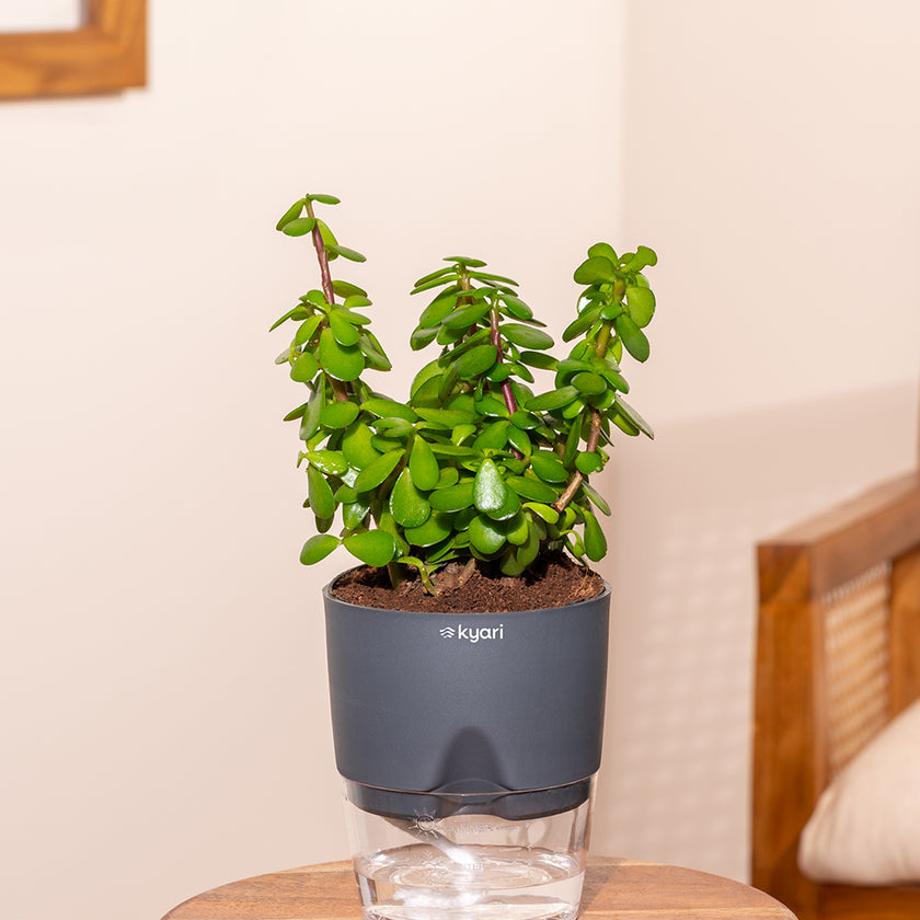 India's #1 Plant & Pots Store| As seen on Shark Tank| Kyari.co