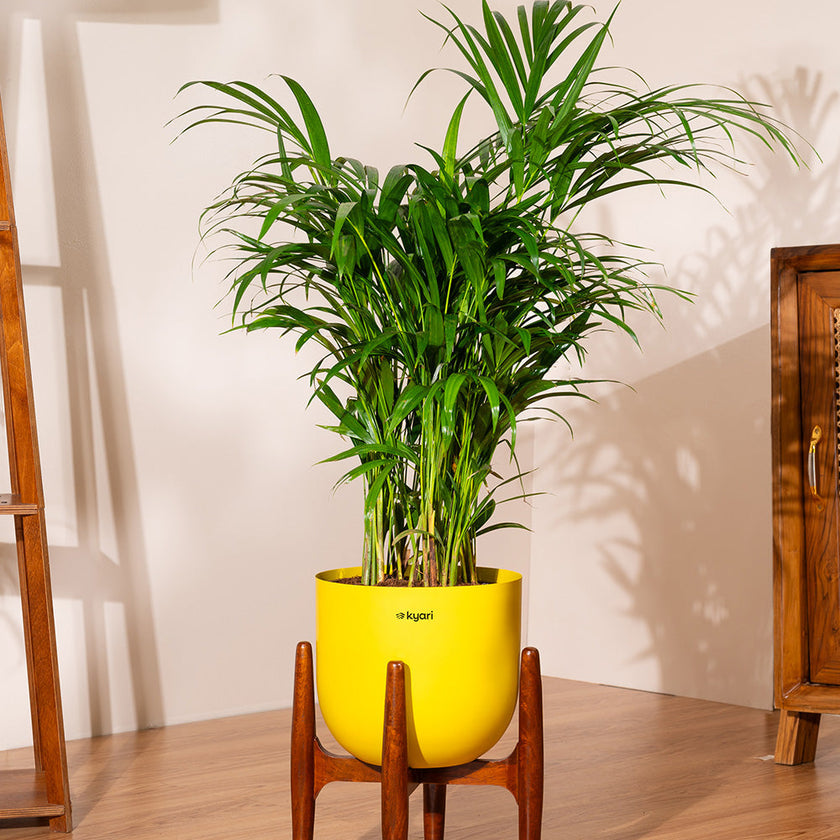 India's #1 Plant & Pots Store| As seen on Shark Tank| Kyari.co