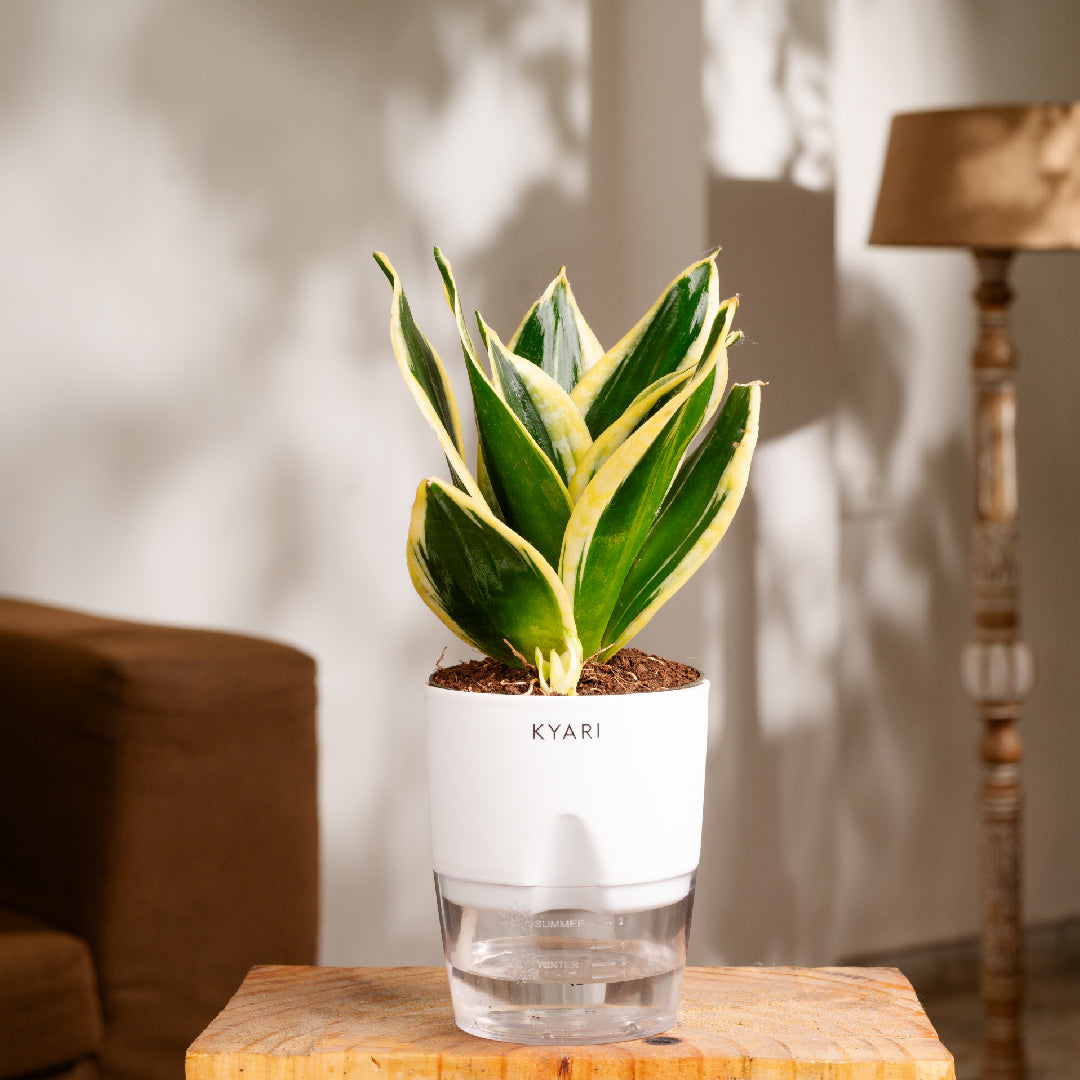 Sansevieria Golden Hahnii Snake Plant | Bird's Nest Snake Plant | Kyari ...
