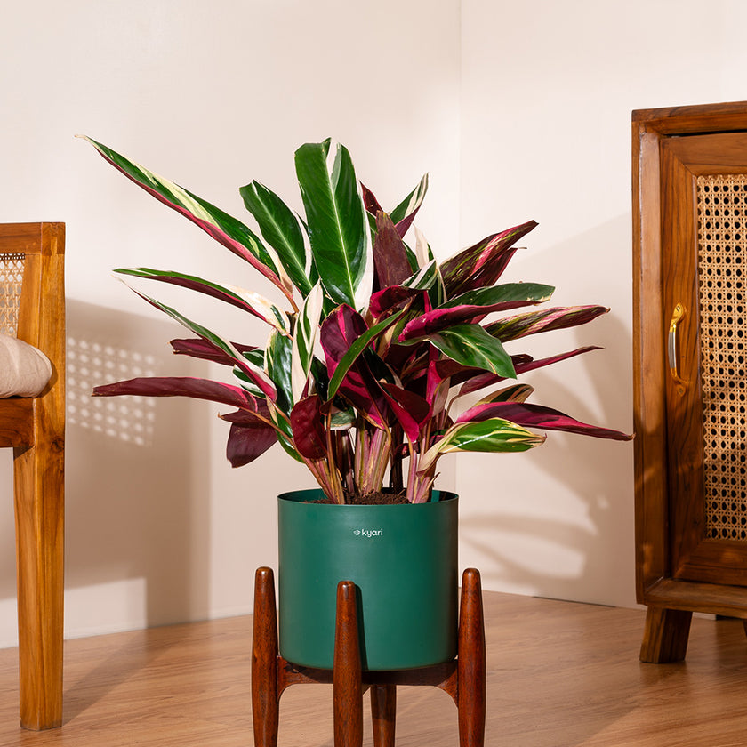 Dining Table Plants - Indoor Plants For Dining Table | Kyari – Kyari.co