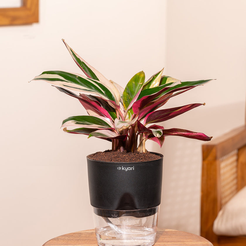 Dining Table Plants - Indoor Plants For Dining Table | Kyari – Kyari.co