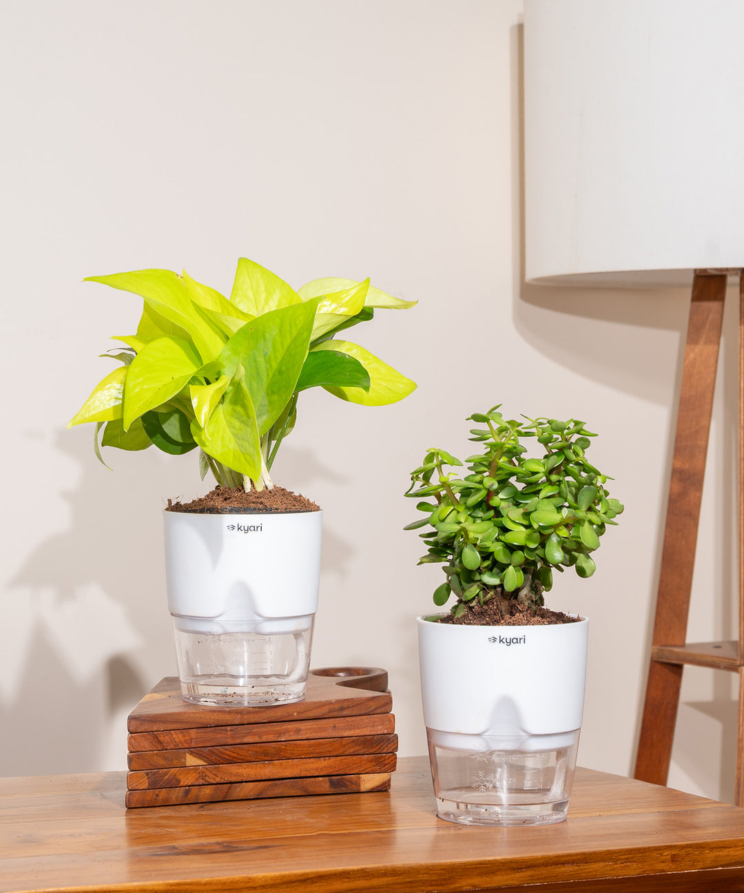 Money Plant Vastu Directions, Benefits & Tips 2025 – Kyari.co