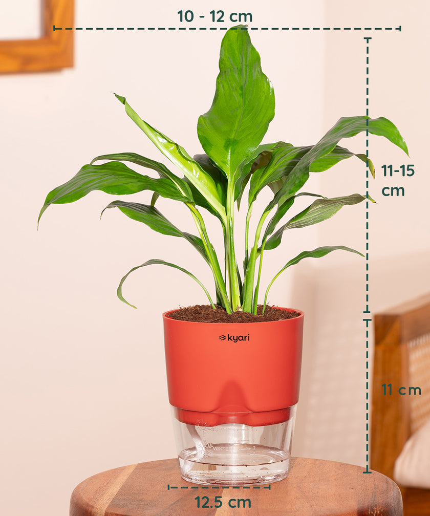 Peace Lily Plant (Spathiphyllum Plant) at Best Price – Kyari.co